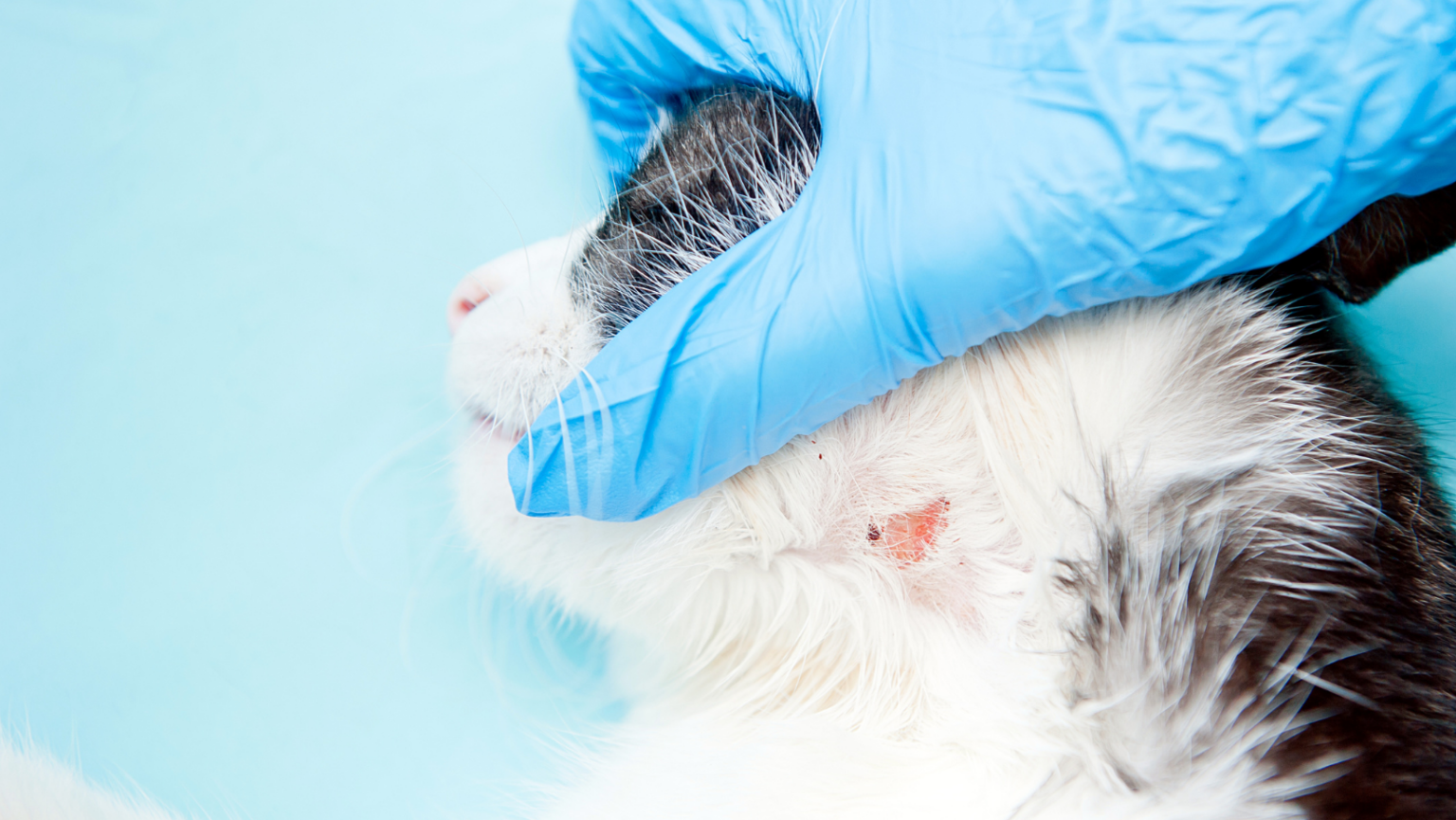 Unveiling Common Skin Conditions In Cats Causes Symptoms And Treatment Options Arpa