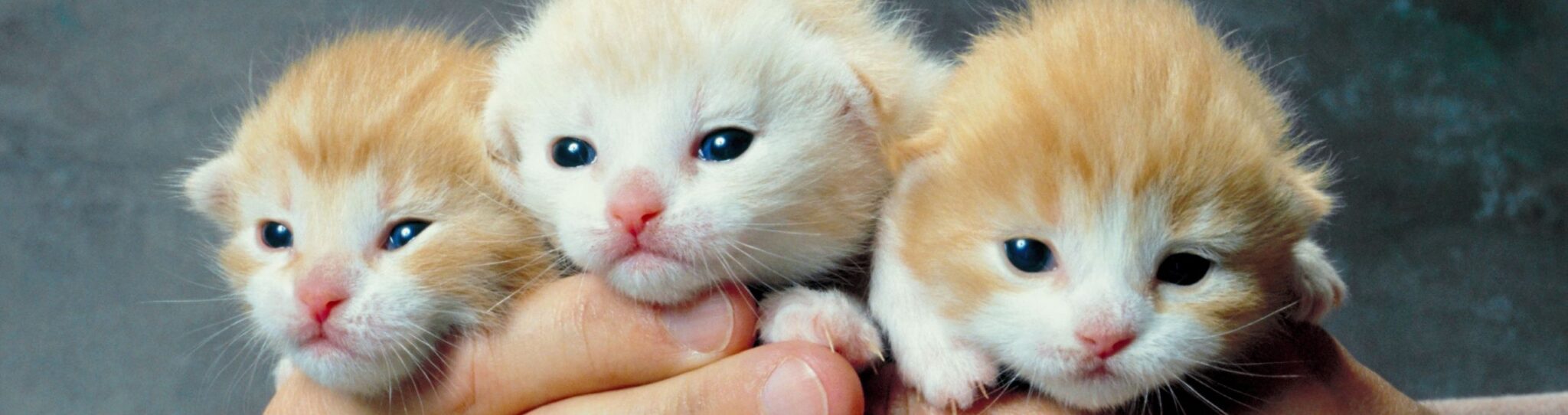 Caring for Neonatal and Orphaned Kittens - ARPA - Animal Rescue ...
